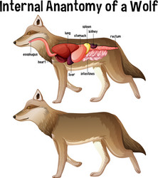 Internal anatomy a goose with label Royalty Free Vector