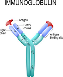 Monoclonal Antibody Vector Images (46)