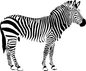 Zebra Vector Images (over 33,000)