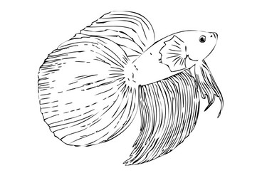 Hand draw outline betta siamese fighting fish Vector Image