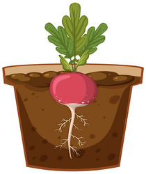 Plant Roots Cartoon Vector Images (over 10,000)