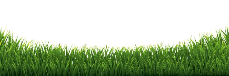 Green grass border set on transparent background Vector Image
