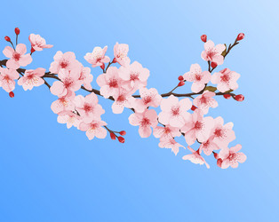 Branch with flowers japanese tree sakura Vector Image
