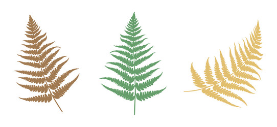 Silver Fern Vector Images (over 7,800)