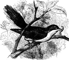 Cuckoo Drawing Vector Images (over 1,000)