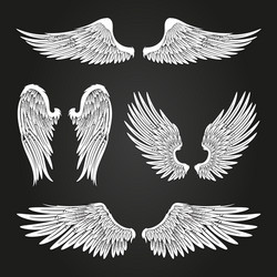 Set of angelic or bird wings Royalty Free Vector Image
