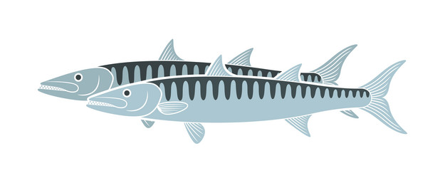Barracuda Fish Vector Images (over 250)