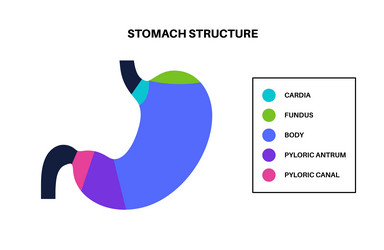 Stomach sections diagram Royalty Free Vector Image