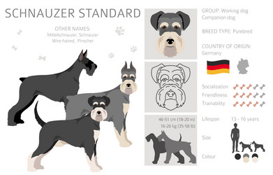Standard Schnauzer Size Chart