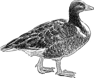 Goose Vector Images (over 18,000)