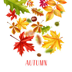 Fall leaves realistic composition Royalty Free Vector Image