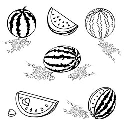 Water Melon Plant Drawing Vector Images (86)