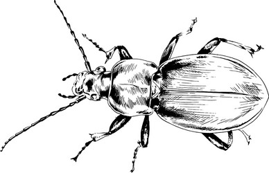Chitin Vector Images (over 850)