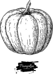 Pumpkin drawing set isolated hand drawn Royalty Free Vector