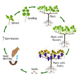 Grape Growth Stages Vector Images (43)