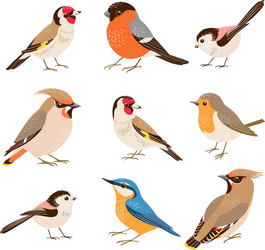 Colorful Garden Birds Royalty Free Vector Image