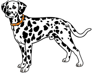 Dalmatian dog logo Royalty Free Vector Image - VectorStock