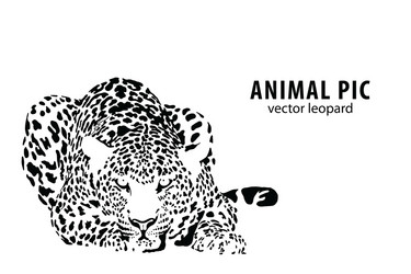 Angry Leopard Vector Images (over 1,400)