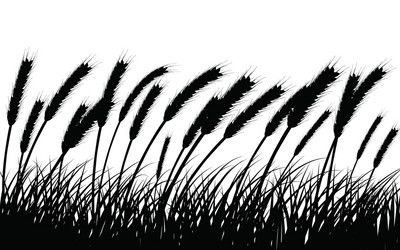 Wheat Grass Vector Images (over 4,400)