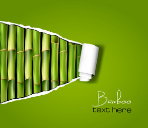Bamboo texture background Royalty Free Vector Image