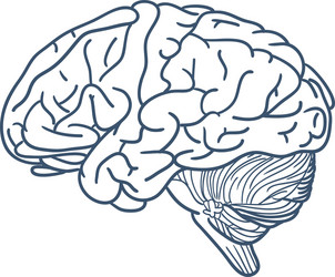 Brain outline Royalty Free Vector Image - VectorStock