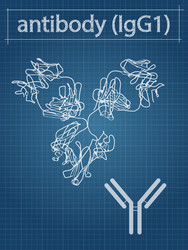 Monoclonal Antibody Vector Images (46)