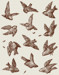 Sparrows Vector Images (over 11,000)