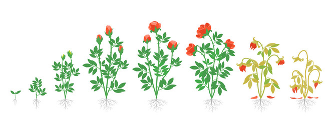 Pink flower growth process icons Royalty Free Vector Image