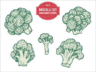 Brocolli Vector Images (over 1,000)