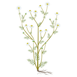 Matricaria Vector Images (over 300)