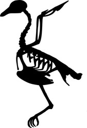 Bird Skeleton Vector Images (over 2,100)