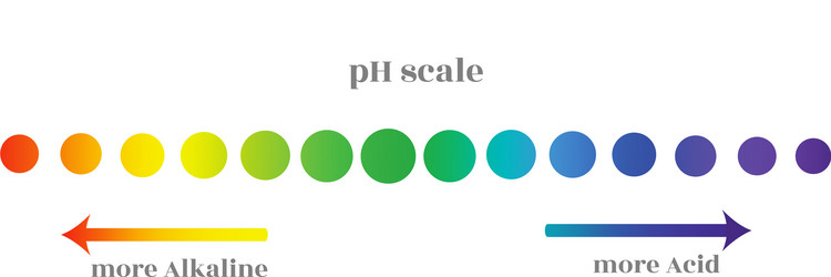 Ph scale with product names different acidity Vector Image