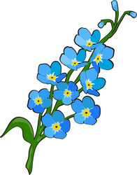 Forget Me not Vector Images (over 2,200)