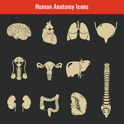 Peritoneum Vector Images (over 110)