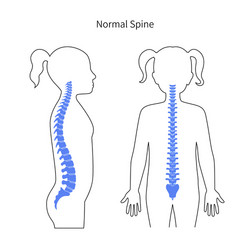 Spine Diagram For Kids