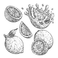 Lime Wedge Vector Images (over 570)