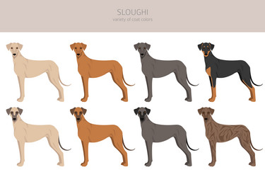 Sloughi coat colors different poses clipart Vector Image