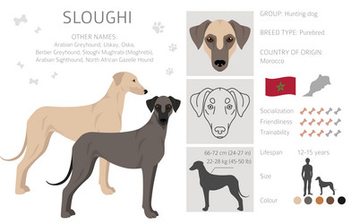 Sloughi coat colors different poses clipart Vector Image