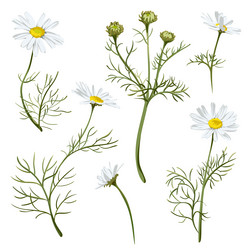 Colorful hand drawn sketch matricaria chamomilla Vector Image