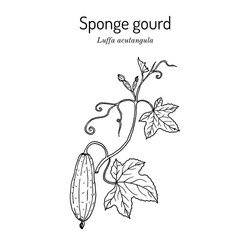 Sponge Gourd Vector Images (46)