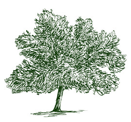 Sketch of single deciduous tree with lush foliage Vector Image