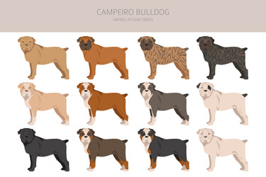 Campeiro bulldog clipart different poses coat Vector Image