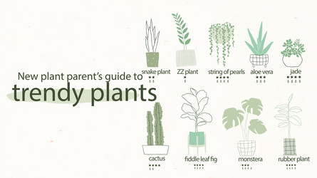 House plants or flowers with names isolated Vector Image