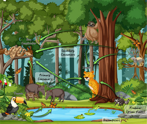 Diagram showing food web in rainforest Royalty Free Vector