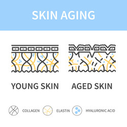 Collagen levels in young and aging skin diagram Vector Image