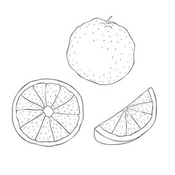 Orange Slice Line Art Vector Images (over 2,200)