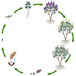 Life cycle of petunia plant Royalty Free Vector Image