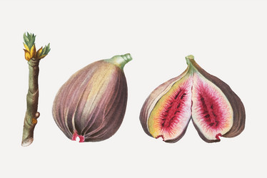 Vintage fig ink pen sketch Royalty Free Vector Image