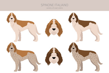 Italian pointer clipart different poses coat Vector Image