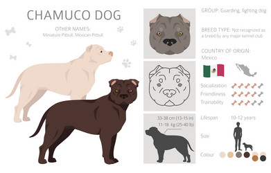 Chamuco dog clipart different poses coat colors Vector Image